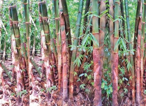 Bamboo: Philippines’ Next Alternative to Lumber - Bamboo Bootcamp