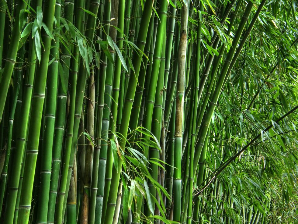 THE ECONOMIC VALUE OF BAMBOO - Bamboo Bootcamp
