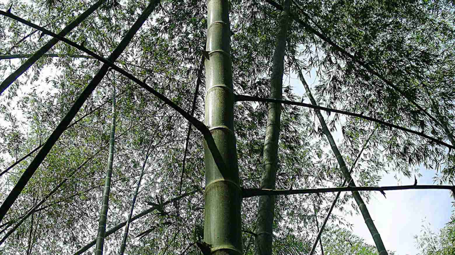 The Best Varieties of Bamboo for Building and Construction - Bamboo ...
