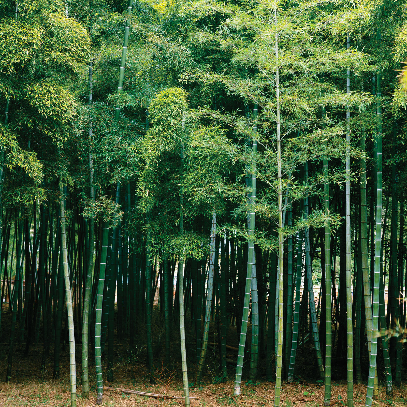 Bamboo as renewable Eco-friendly building material - Bamboo Bootcamp