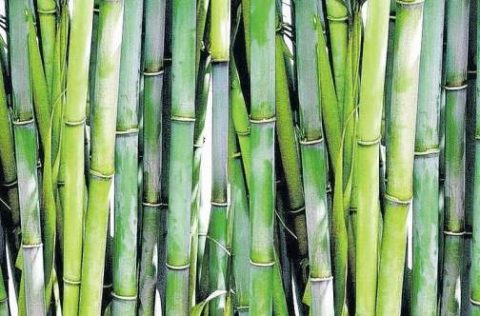 Characteristics of Bamboo – A Highly Sustainable Material - Bamboo Bootcamp
