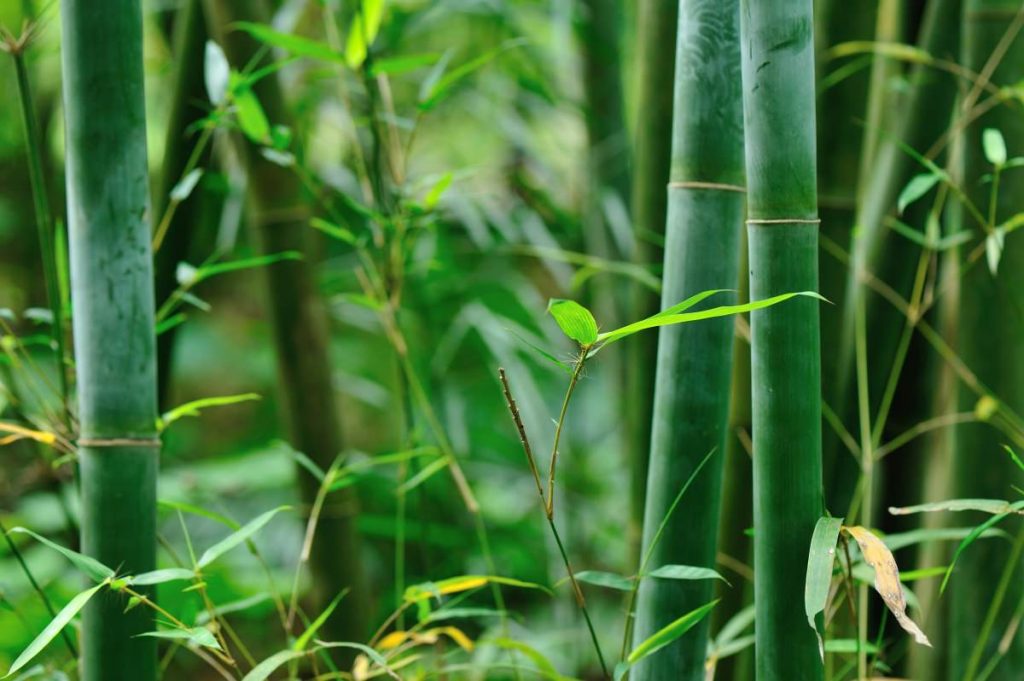 Why Bamboo | 5 Impressive Facts About Bamboo