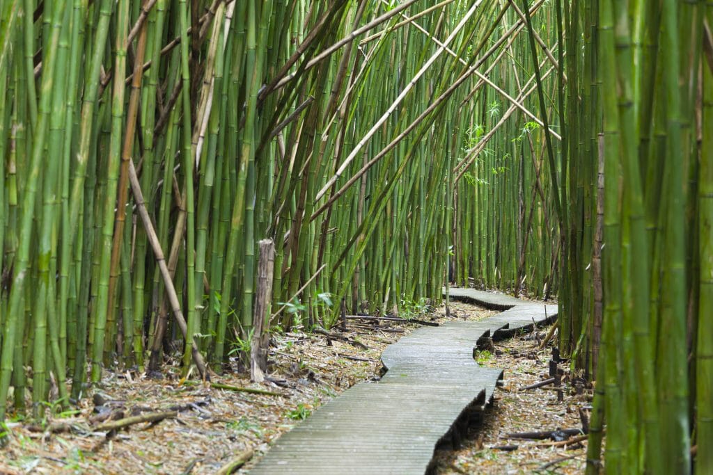 BAMBOO GROWS ANYWHERE……. The Importance of Site-Species Selection for ...